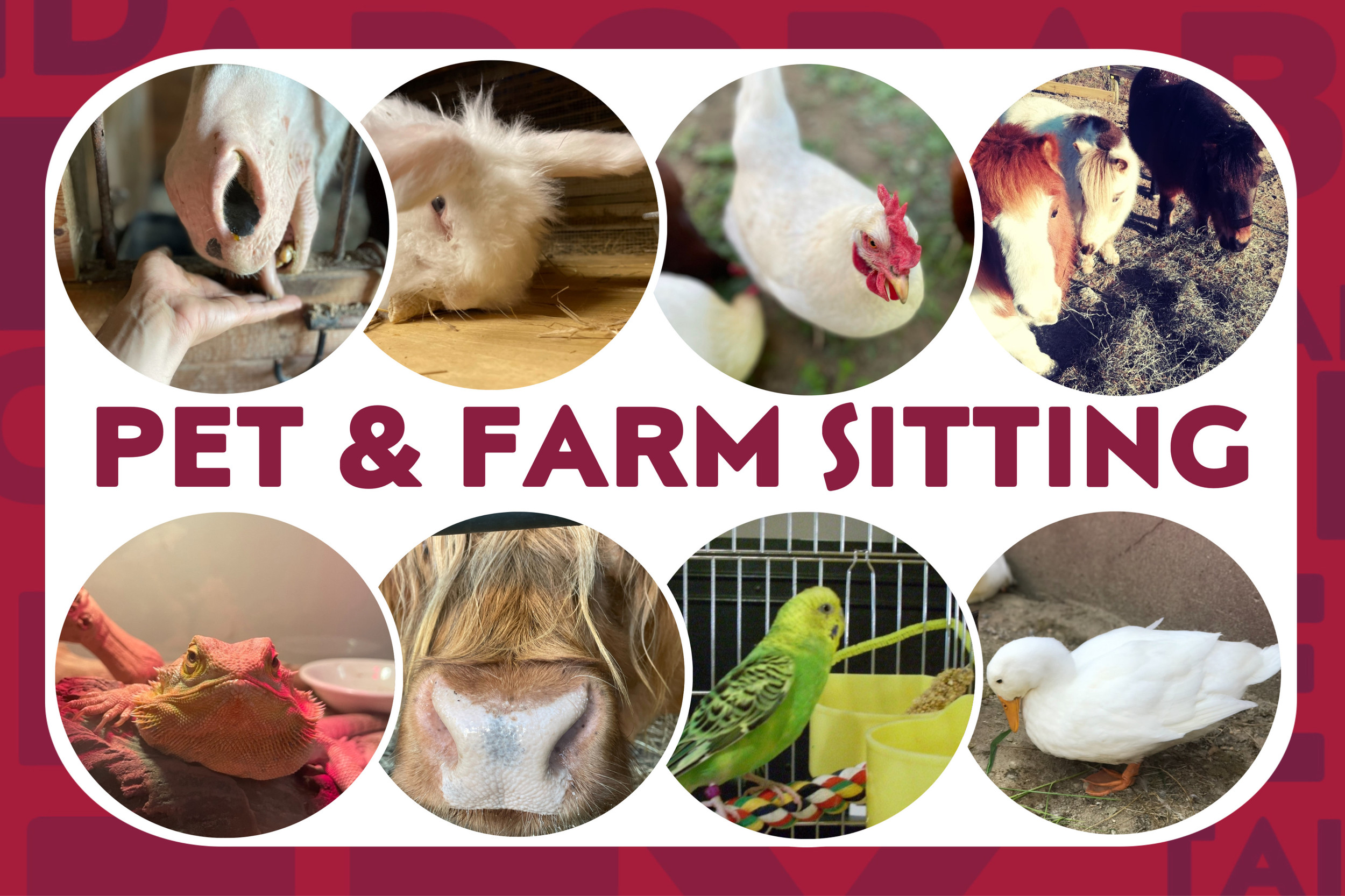 Pet/Farm Sitting | Pawskies
