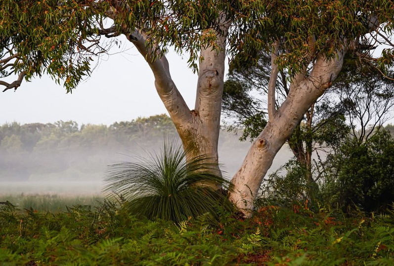 GALLERY | Save Wallum