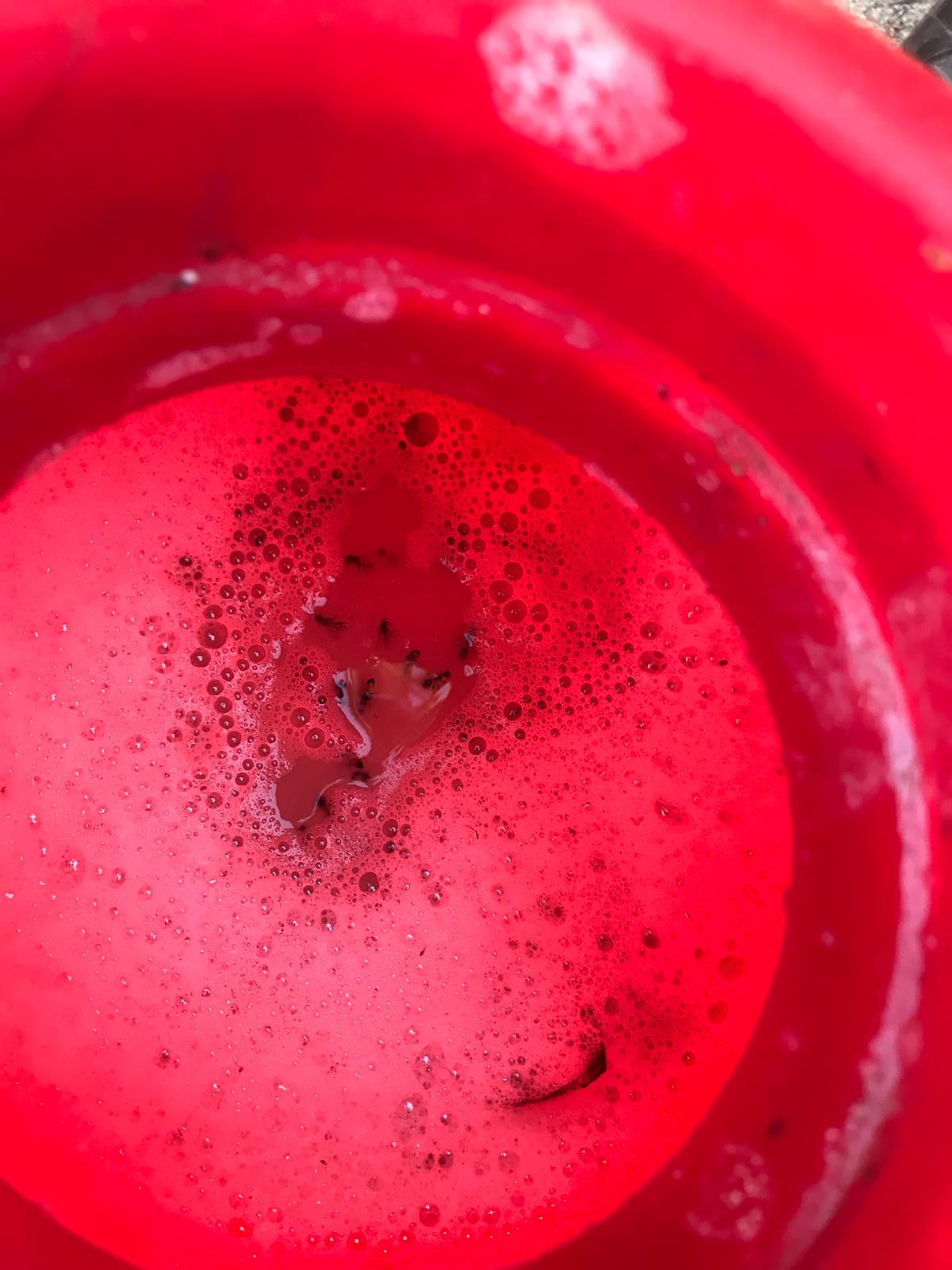 Palm Jaggery / Thati Bellam Making Process Explained In Detail ...