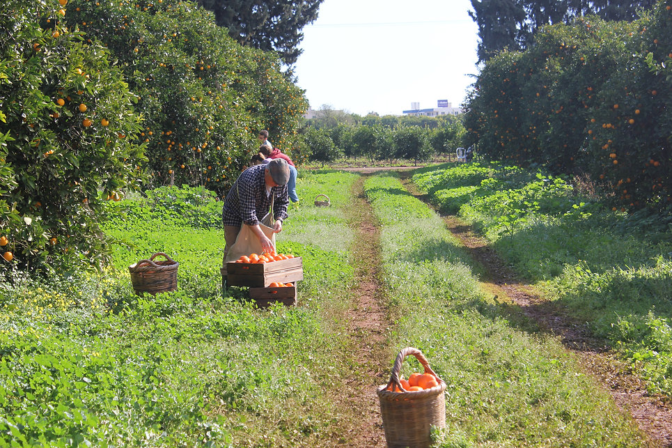 Prima juices, KFL Cyprus, Cyprus juices