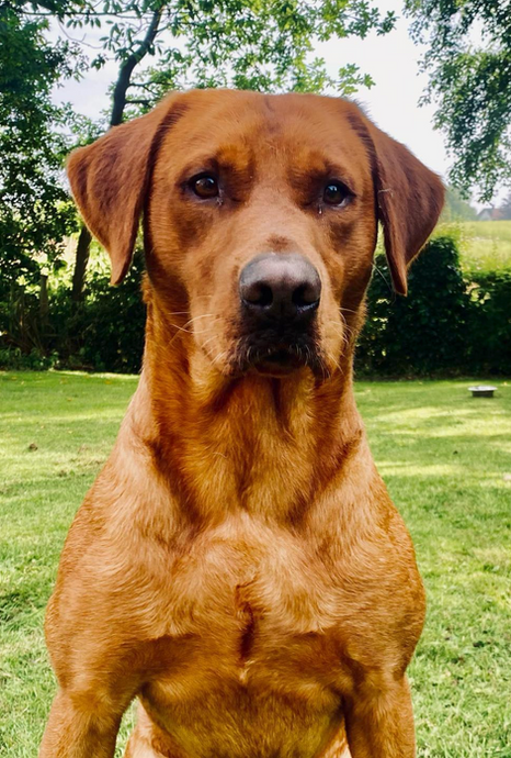 Ben | Kanzanglaze Labradors | Fox Red Labrador Stud Dogs | East Anglia, UK