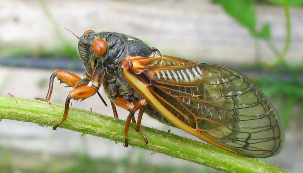 THE CICADA SINGS, 6 WEEKS TO FROST?