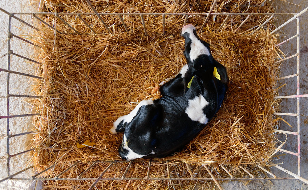 Newborn and pre-weaned calf hygiene