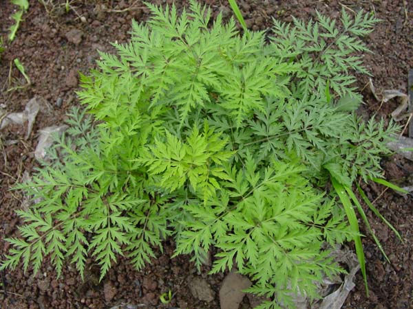 Ligusticum striatum - Chuan xiong