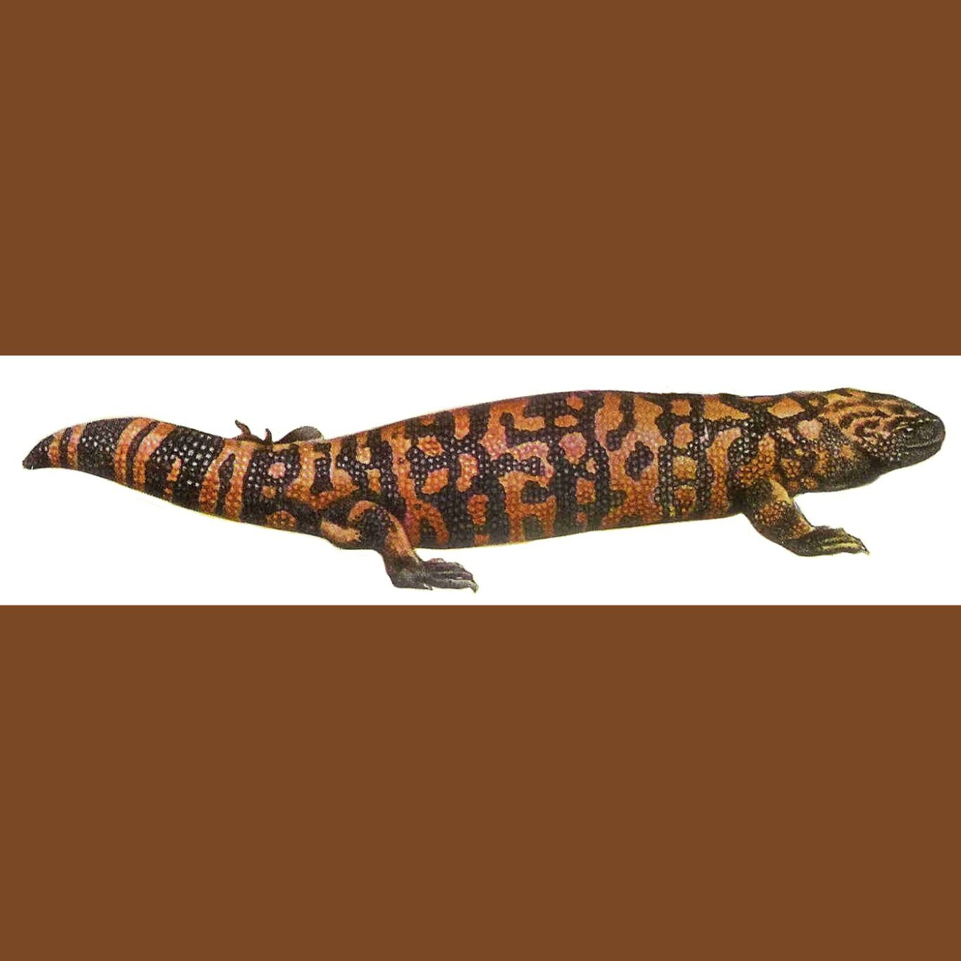 Ozempic - The Gila Monster's Secret | Very Cool Facts