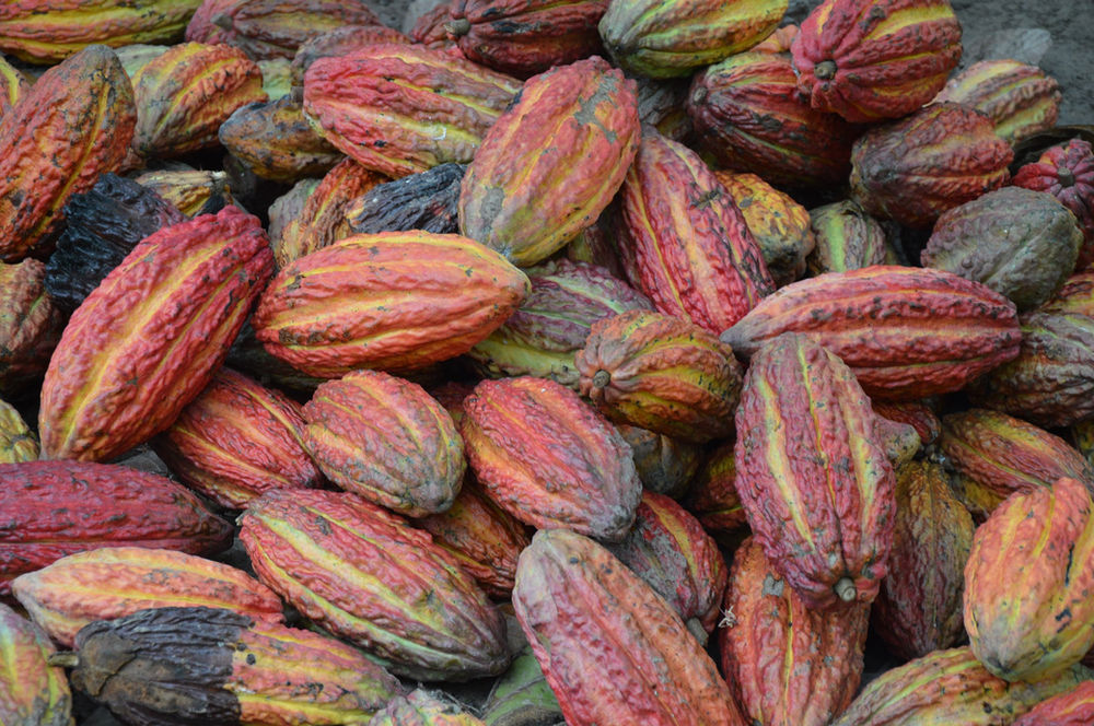 Ceremonial Cacao - Heart Medicine