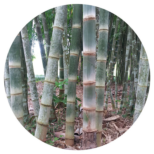 Dendrocalamus asper S1 Bamboo Seeds | Yunnan Bamboo