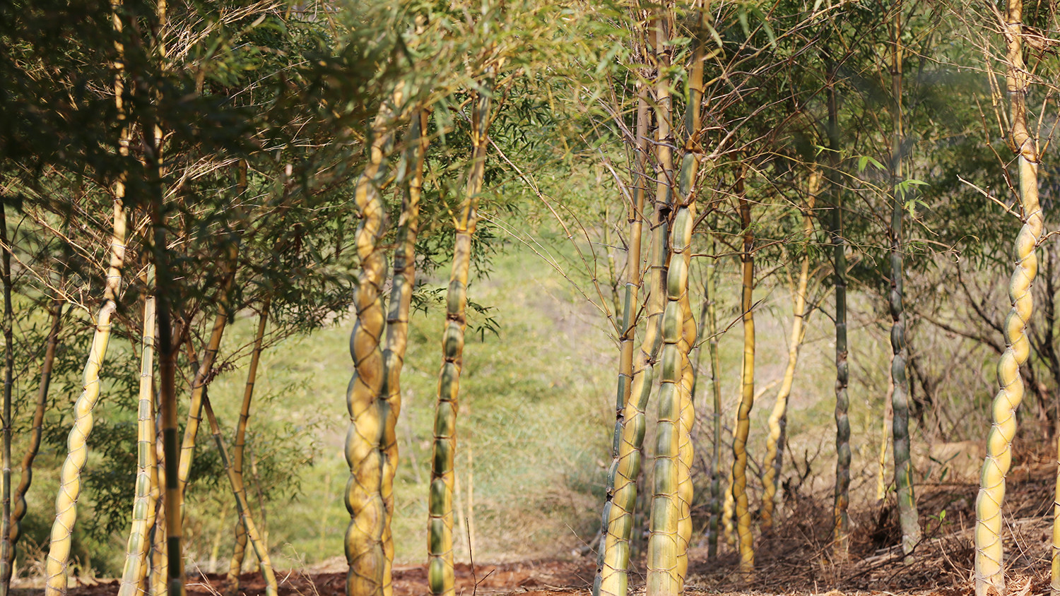 China Bamboo Tour 2024 | Yunnan Bamboo | 中国