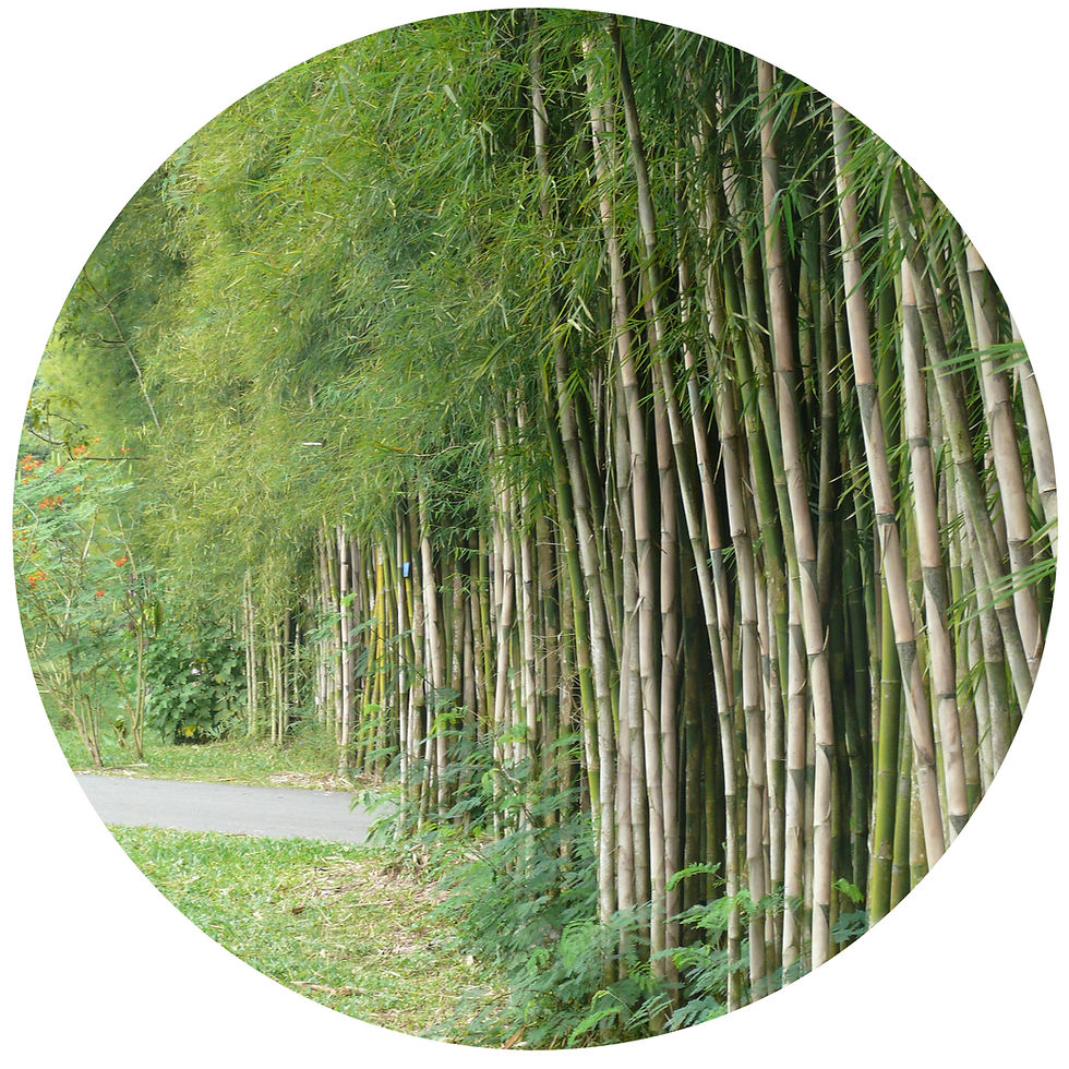 Shop | Yunnan Bamboo