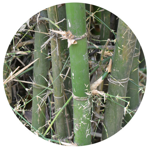 Bambusa lapidea Bamboo Seeds | Yunnan Bamboo