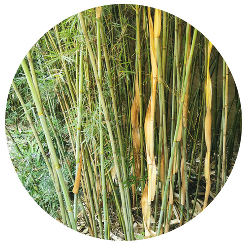 Fargesia sp. 'Guizhou' Bamboo Seeds | Yunnan Bamboo