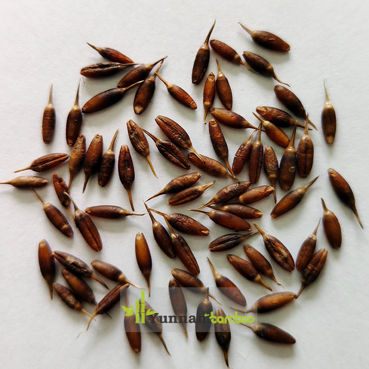 About | Yunnan Bamboo