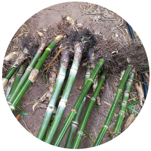 Bambusa sp. solida Bamboo Seeds | Yunnan Bamboo