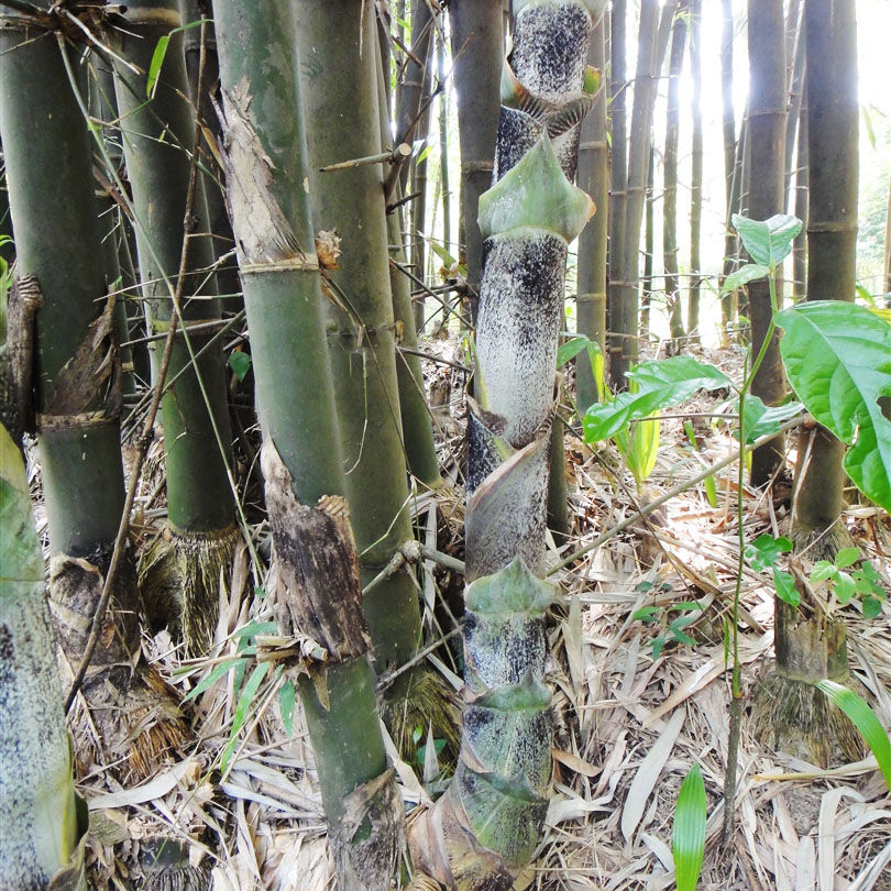 Buy Genuine Bamboo Seeds for Plantation | Best Bamboo Plant Seeds