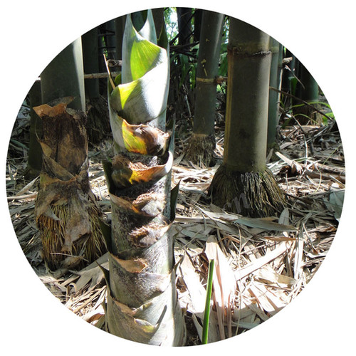 Bambusa tulda Bamboo Seeds | Yunnan Bamboo