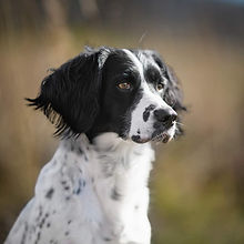Flushing Gun Dogs | Whisky River Gun Dogs | United States