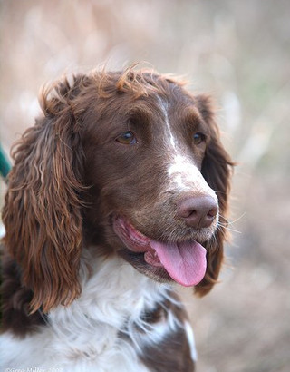 brown face springer spaniel