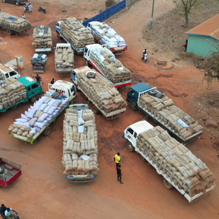 Cashews | KDHI Agriculture