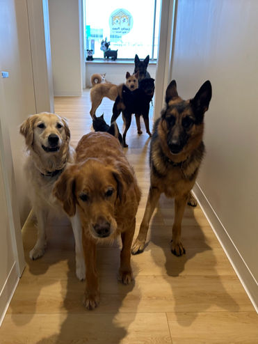 Lucky Paws Dog Hotel