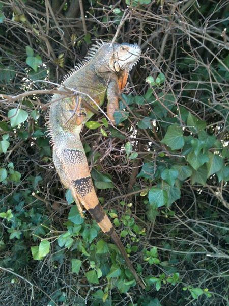 Enrichment, stimulation. | natural-iguana