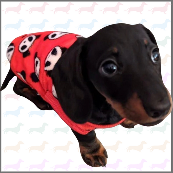 Sausage Dog Box Dachshund PJ Jumper Red Panda Sausage Dog Box
