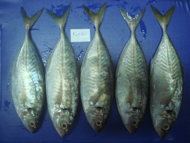 Frozen Fish | fresh fish, frozen fish, ikan rakyat, ikan segar, ikan ...
