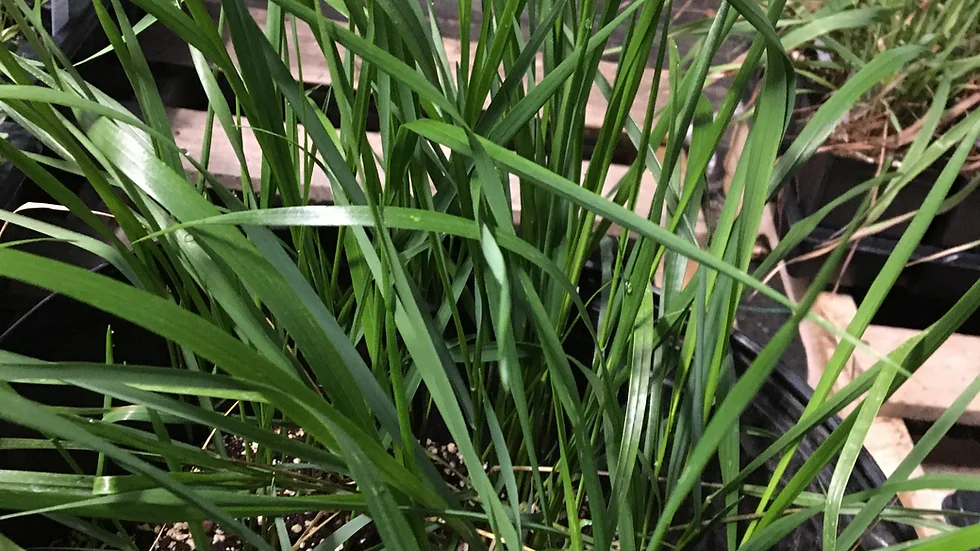 Sweet Grass Clmcd