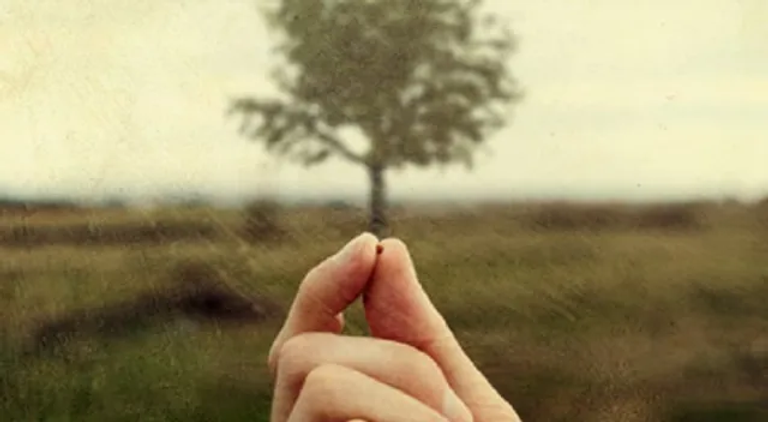 Mustard Tree: Facts, Benefits, and History