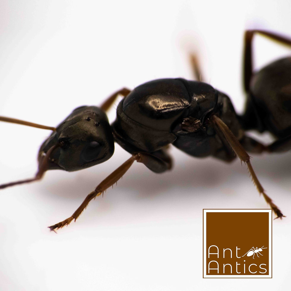 Ant Antics | Award Winning Store | Ant Colonies | Queen Ants | Ant ...