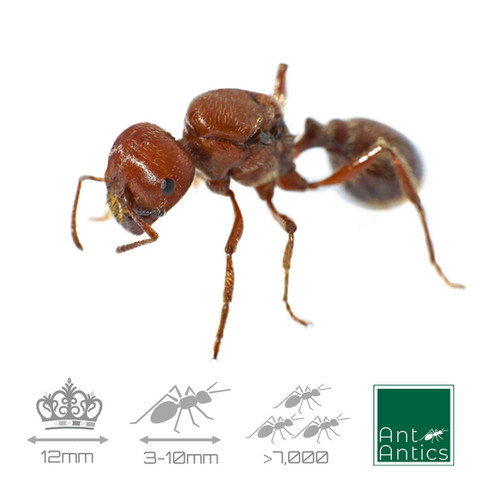 Pogonomyrmex Barbatus Desert Harvester Ant Ant Antics