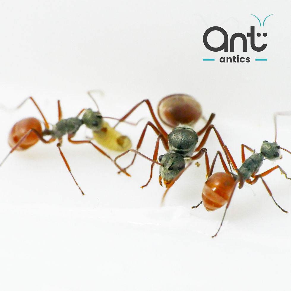 Ant Antics | Award Winning Store | Ant Colonies | Queen Ants | Ant Supplies | Live Ants