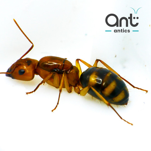 Camponotus maculatus subnudus - Carpenter Ant | Ant Antics