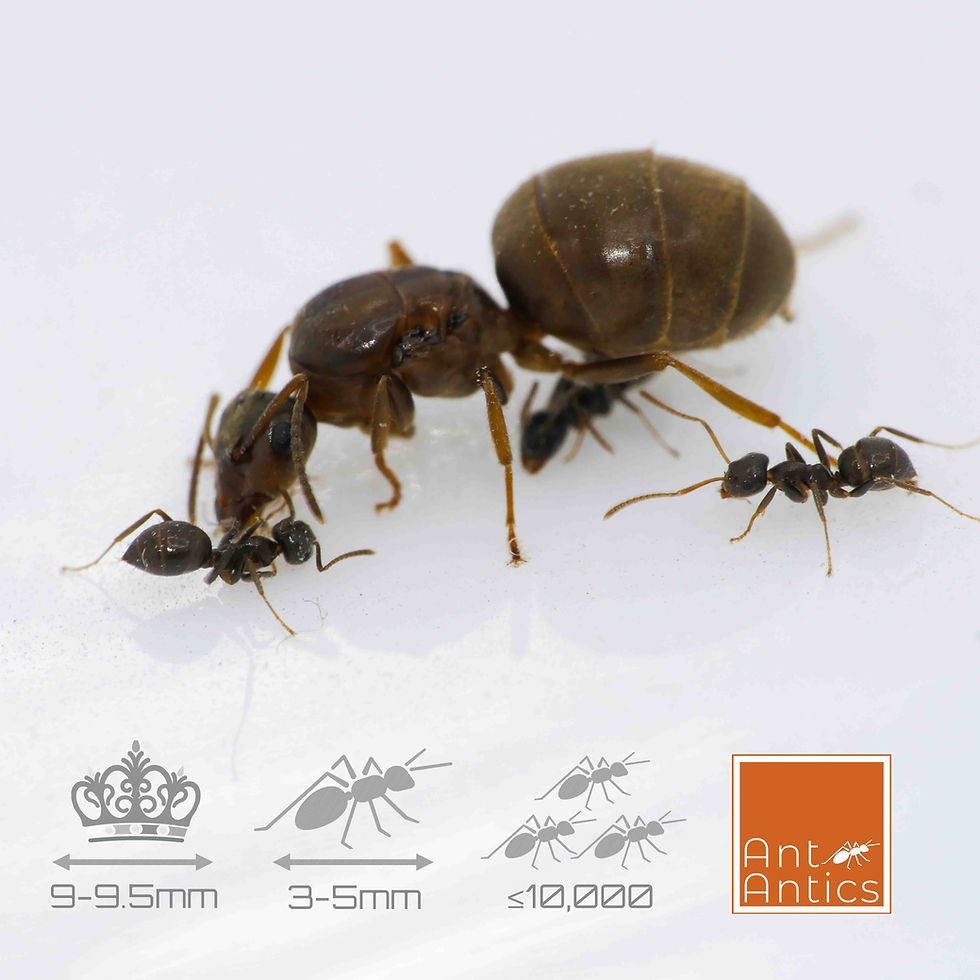 Live ants | Ant colonies | Queen ants | Ant nestss | Live Ants | Formicariums | Ant Antics
