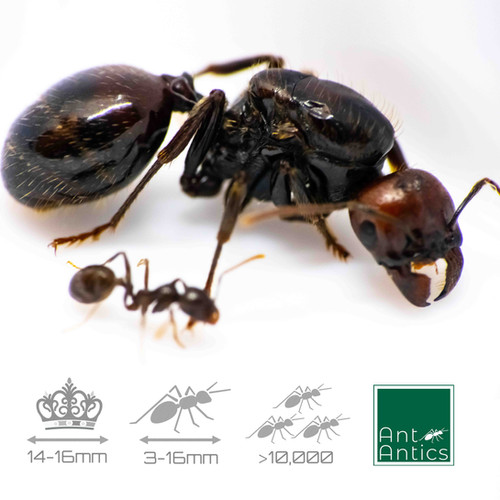 Messor barbarus - Harvester Ant | Ant Antics