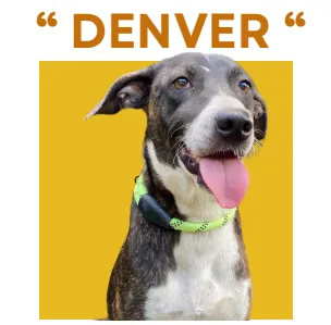 Animal Kingdom Foundation | Animal Welfare Philippines