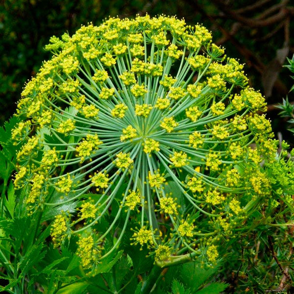 GALBANUM- Ferula galbaniflua