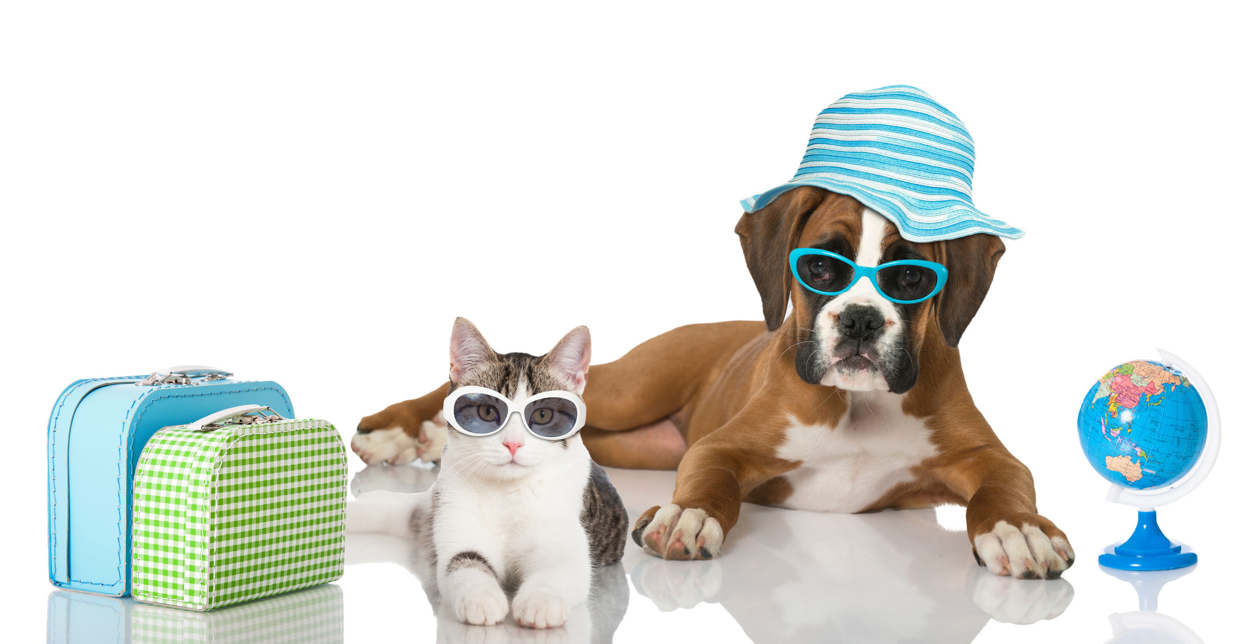 Where Can I Take My Pet On Vacation where-can-i-take-my-pet-on-vacation