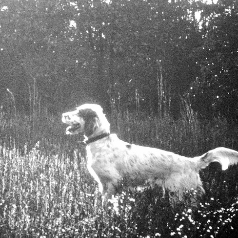 Outdoors with Larry Dablemont: Visiting the Old Homeplace Covey