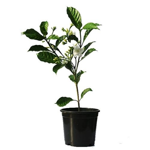 Chandini Flower (Crepe Jasmine) Plant | Bangalore Garden