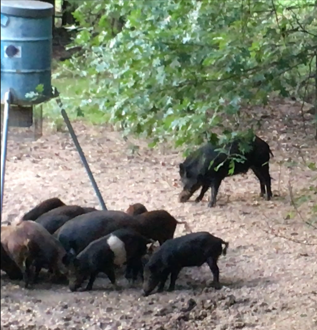 Texas Hog Hunting | Texas Hog Hunting Outfitters | East Texas Hogs