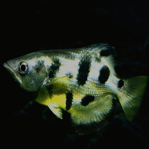 Smallscale Archerfish – Toxotes microlepis | Fisheee.com
