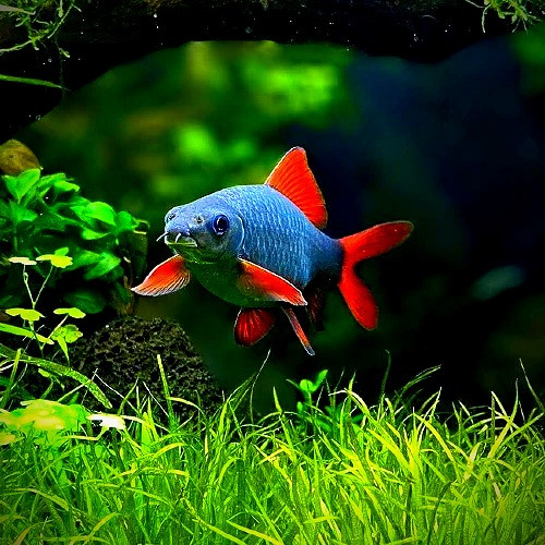 Sharks For Sale | Tropical Aquarium Fish | Fisheee.com