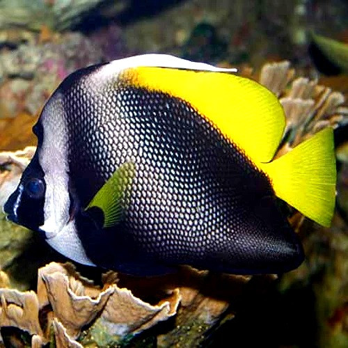Singular Bannerfish | Heniochus singularius | Fisheee.com