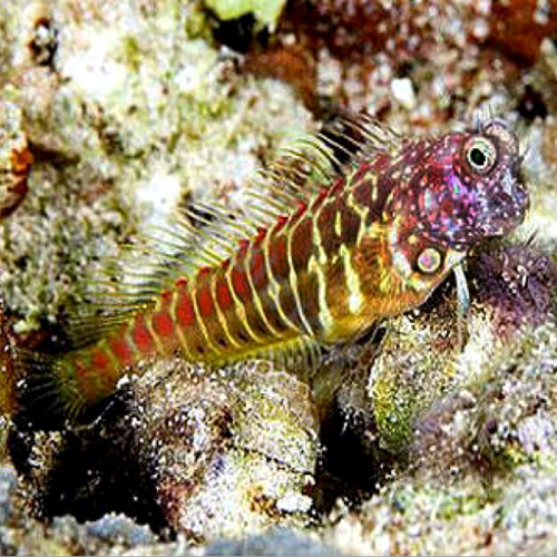 Segmented Sailfin Blenny | Salarias segmentatus | Fisheee.com