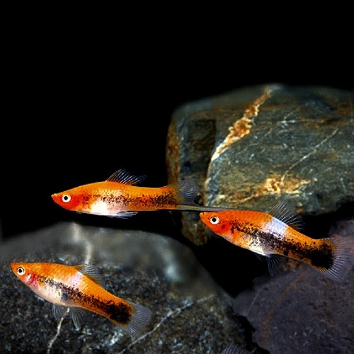 Koi Sanke Tri-Color Swordtail | Xiphophorus hellerii | Fisheee.com