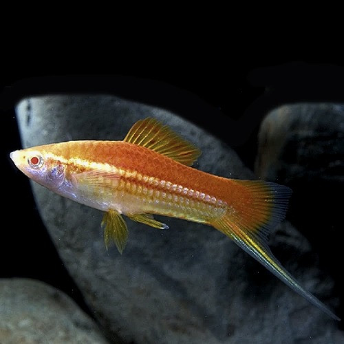 Lemon Swordtail | Xiphophorus hellerii | Fisheee.com
