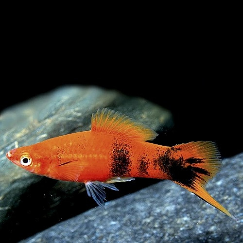 Painted Swordtail | Xiphophorus hellerii | Fisheee.com