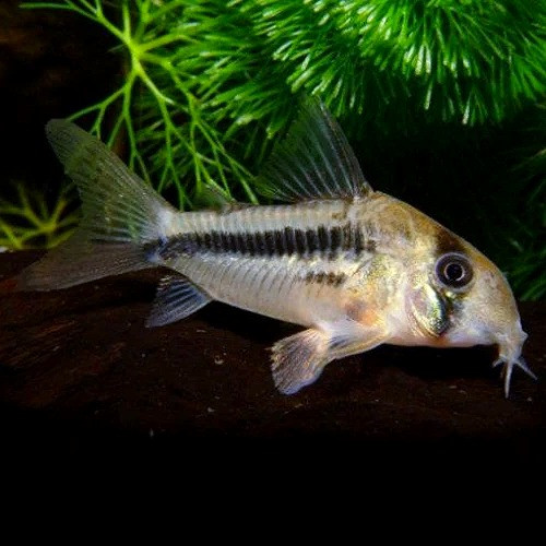 Pink Corydoras | Corydoras axelrodi | Fisheee.com
