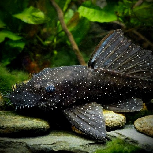 Starlight Bristlenose Pleco L182 – White Seam Plecostomus