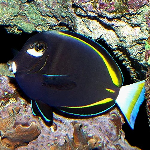 White Cheeck Tang | Acanthurus nigricans | Fisheee.com